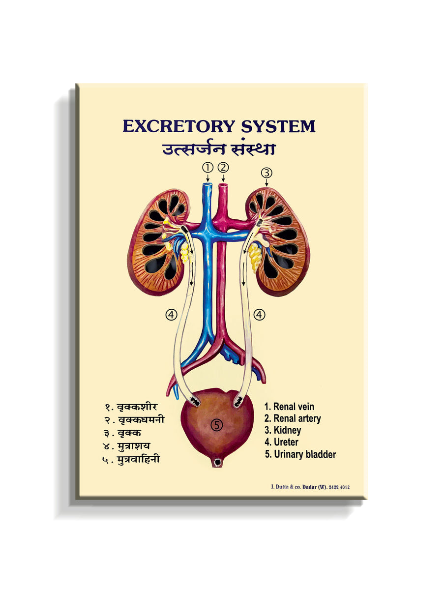Excretory System Model
